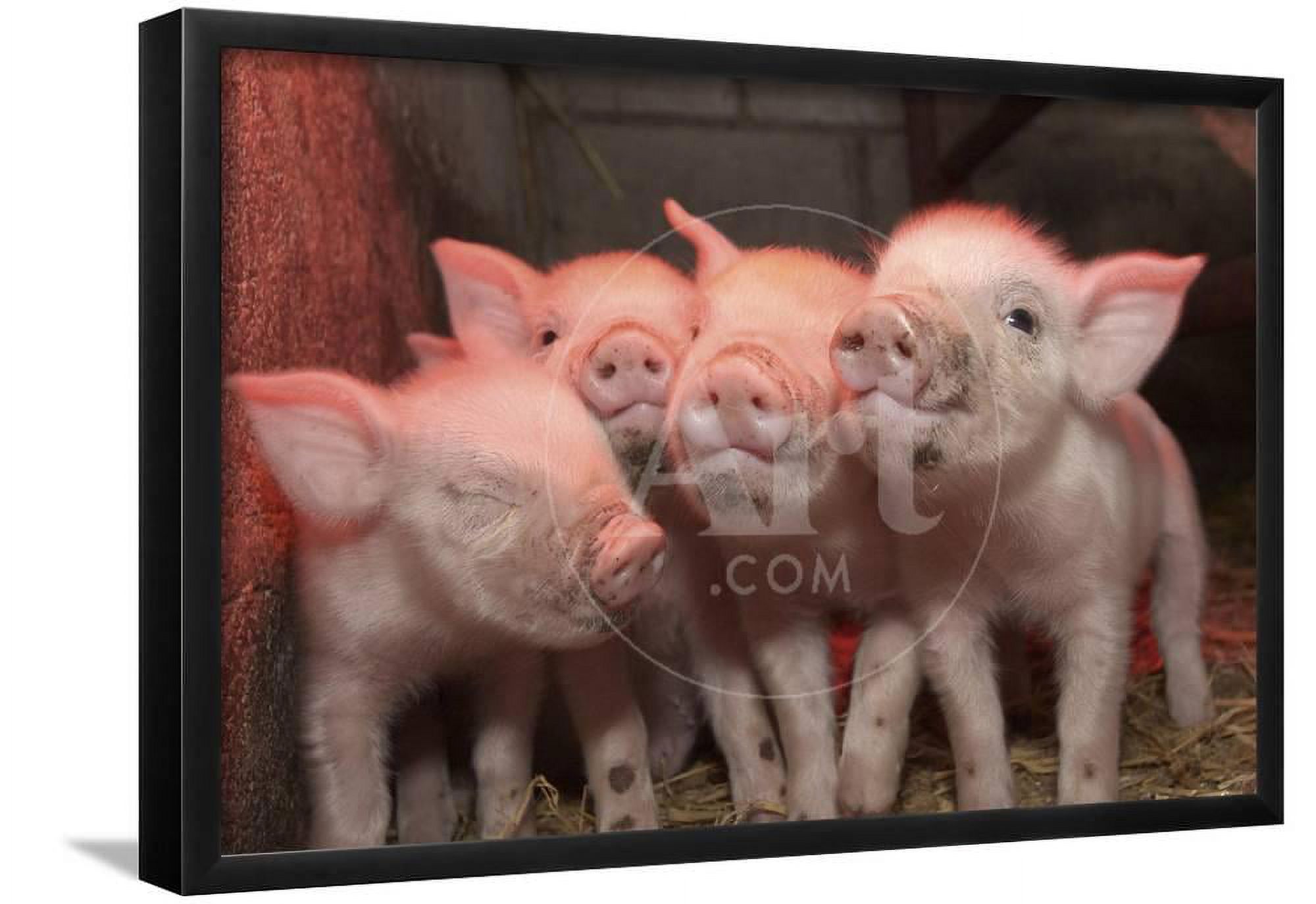 Domestic Pig, Middle White piglets, standing under heat lamp, England ...