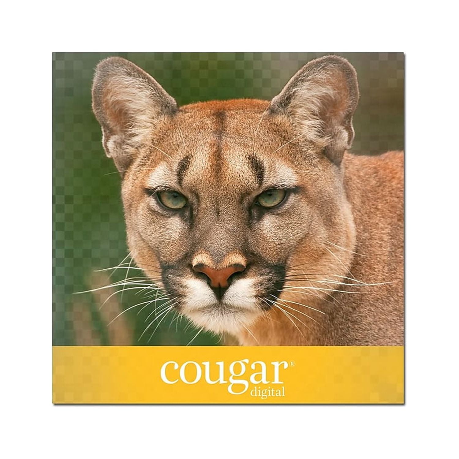 Domtar Cougar Digital 10% Recycled 8.5" x 11" Paper 80 lbs. 98 Brightness 250/Ream 8 Reams ...