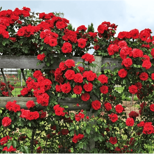 Don Juan Climbing Rose Live Plant Red Roses Bush Rose Shurb, Grow ...