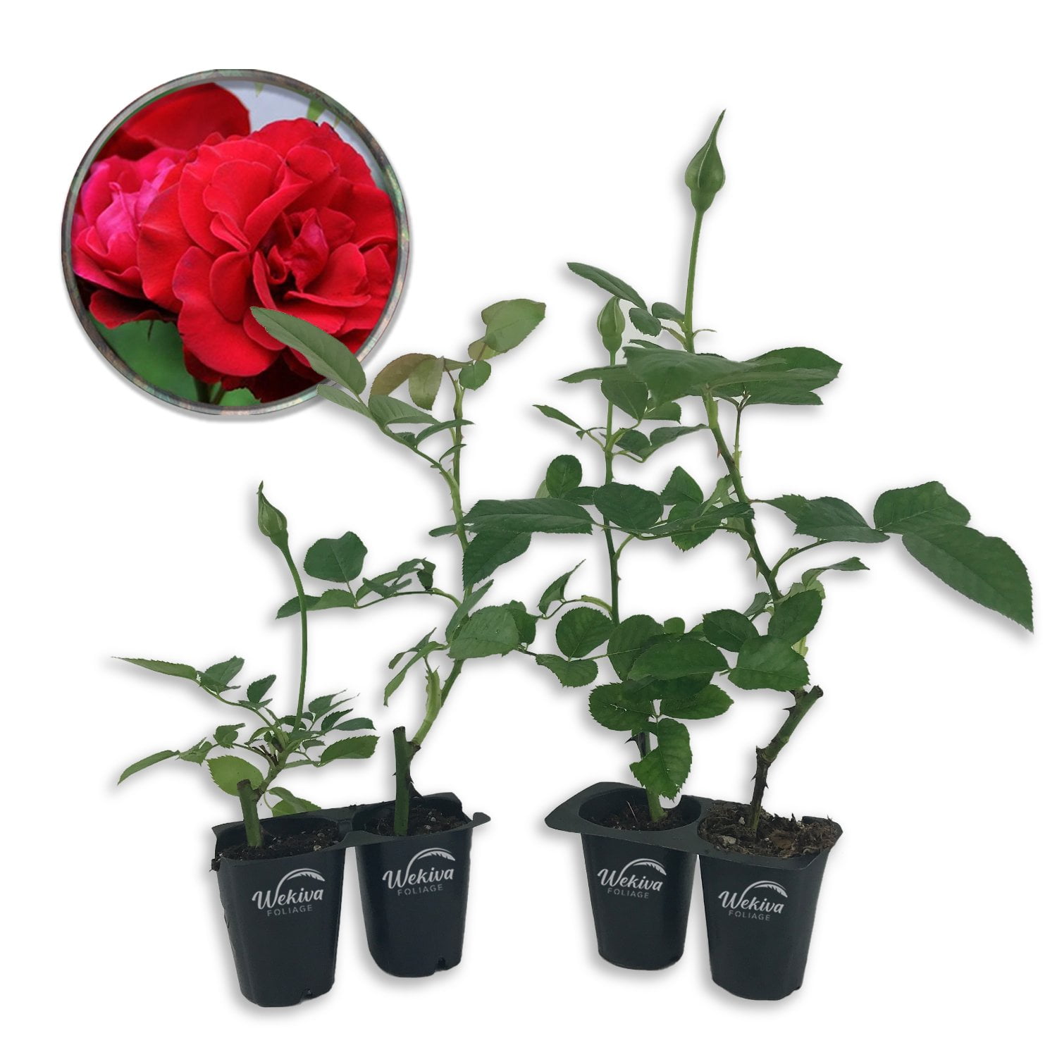 Don Juan Rose Bush - 4 Live Starter Plants in 2 Inch Pots - Beautifully ...