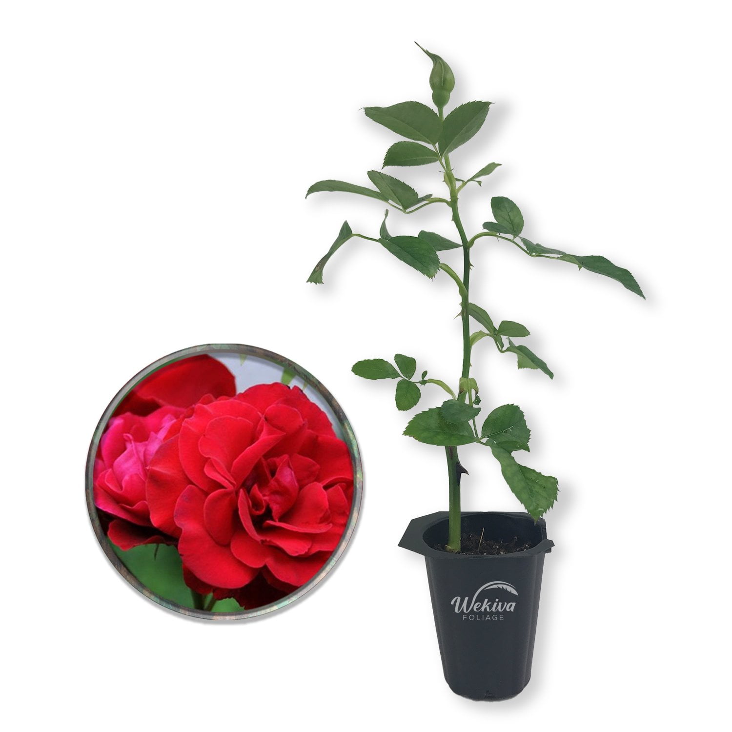 Don Juan Rose Bush - Live Starter Plant in a 2 Inch Pot - Beautifully ...