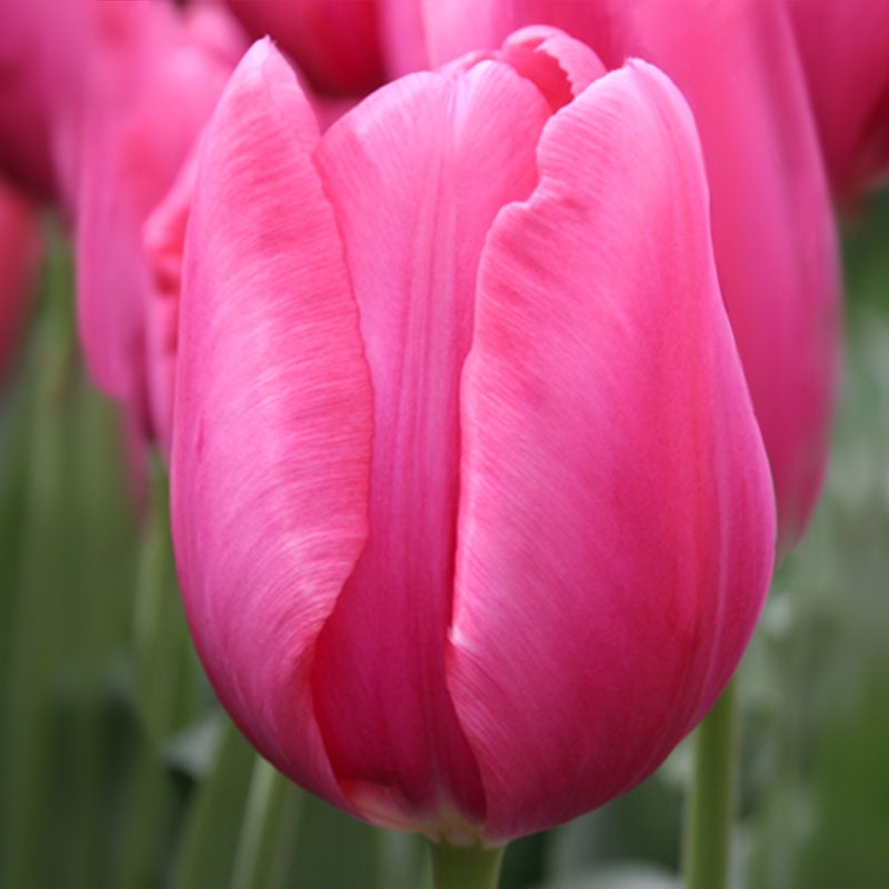 Don Quichotte Tulip Flower Bulb Value Bag - 14 Bulbs per Pack - Good as Cut Flowers - Grows Well ...