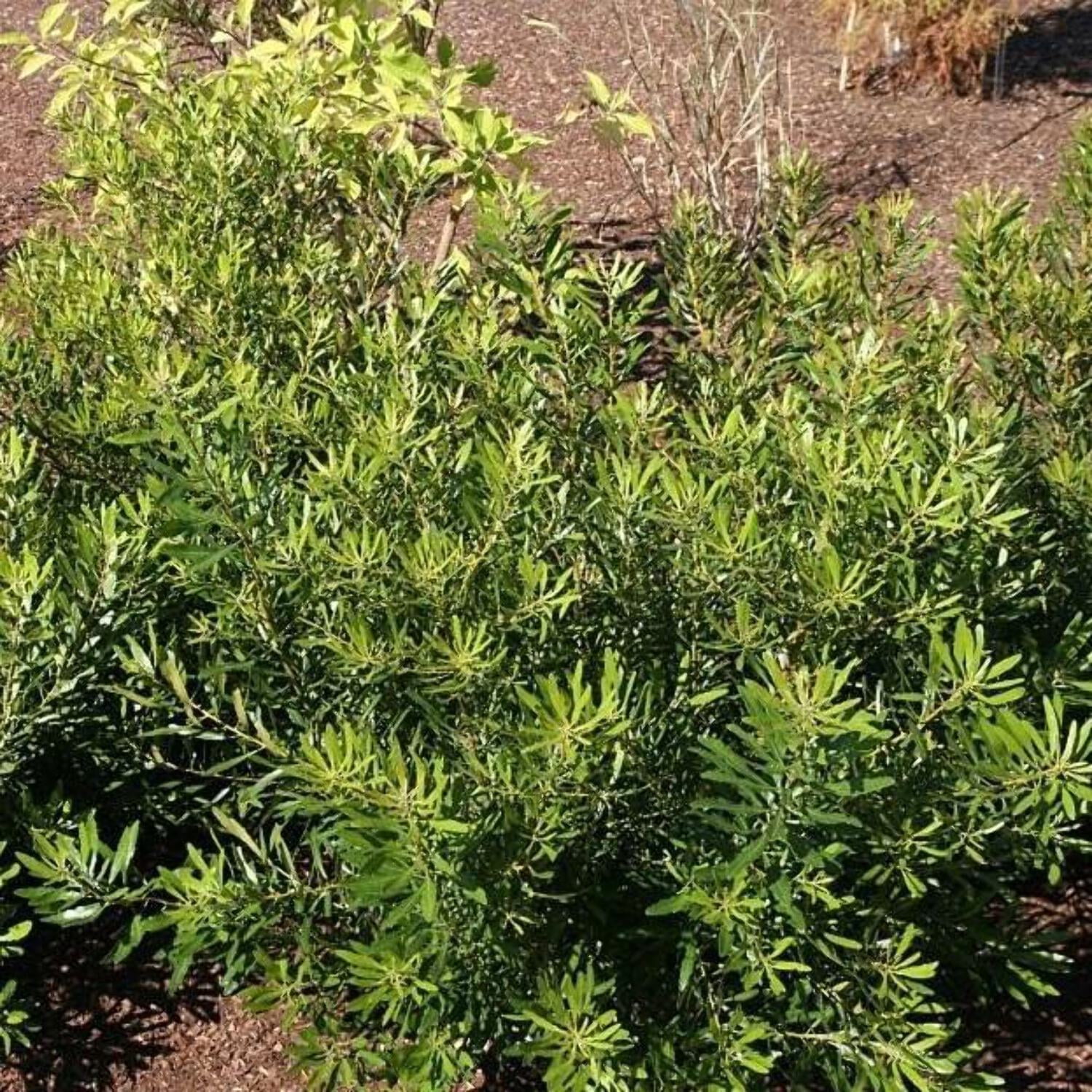 GoBuyPlants - Don's Dwarf Wax Myrtle - 3 Gallon Pot - Walmart.com