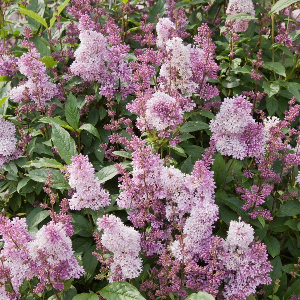 Donald Wyman Lilac Value Starter Hedge Kit Dormant Bare Root Starter ...