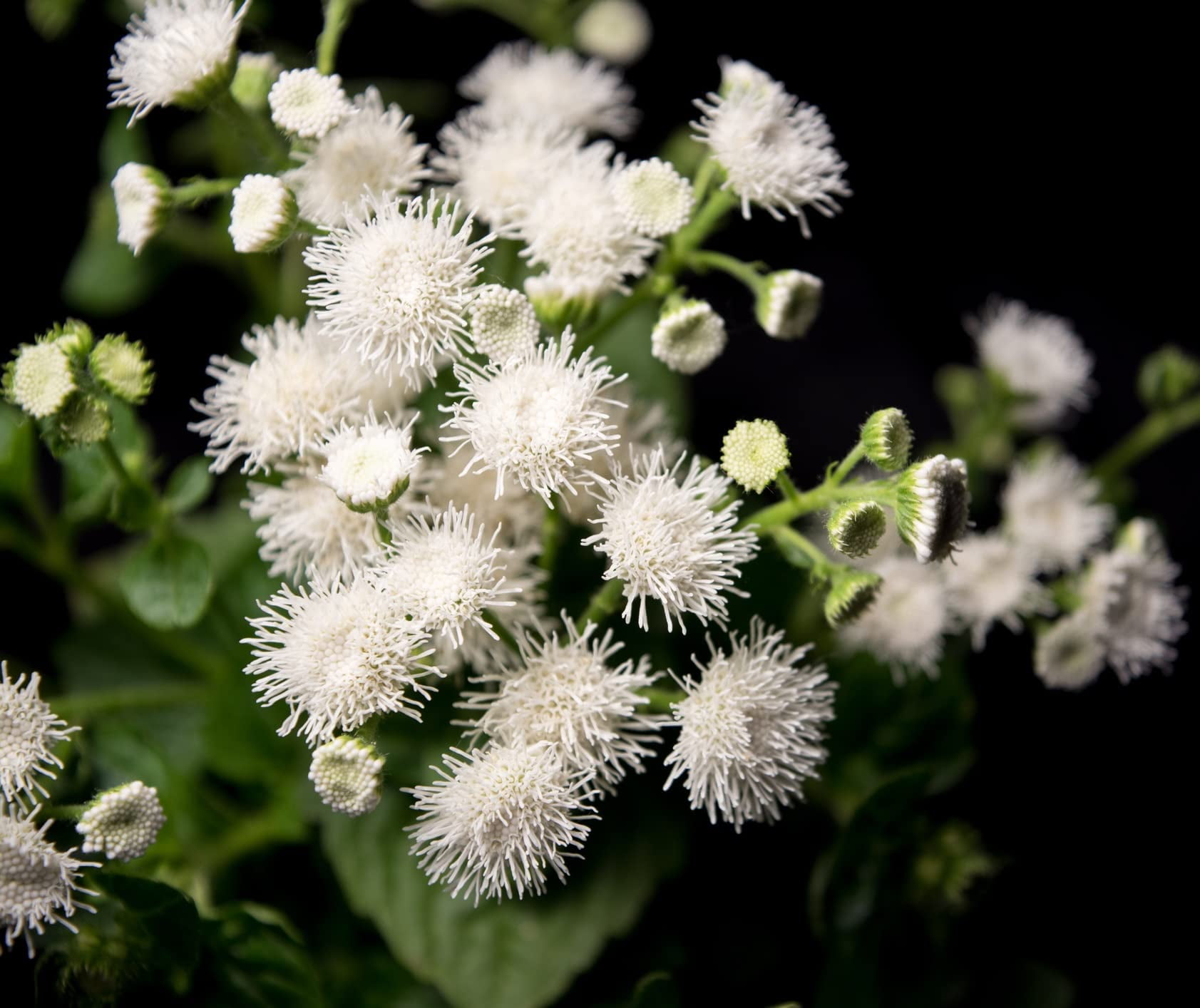 Dondo White Ageratum Seeds (100 Seeds) - Beautiful White Blooms Summer ...