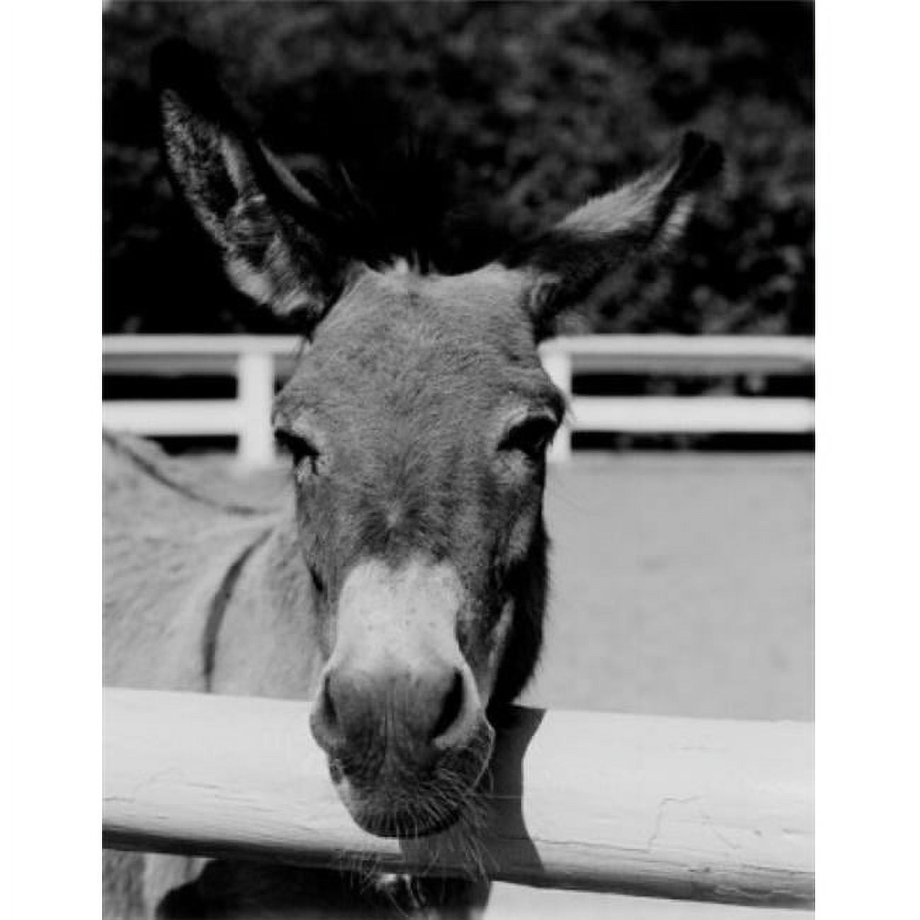 Donkey Equus Africanus Asinus Close-Up Poster Print - 18 x 24 in ...