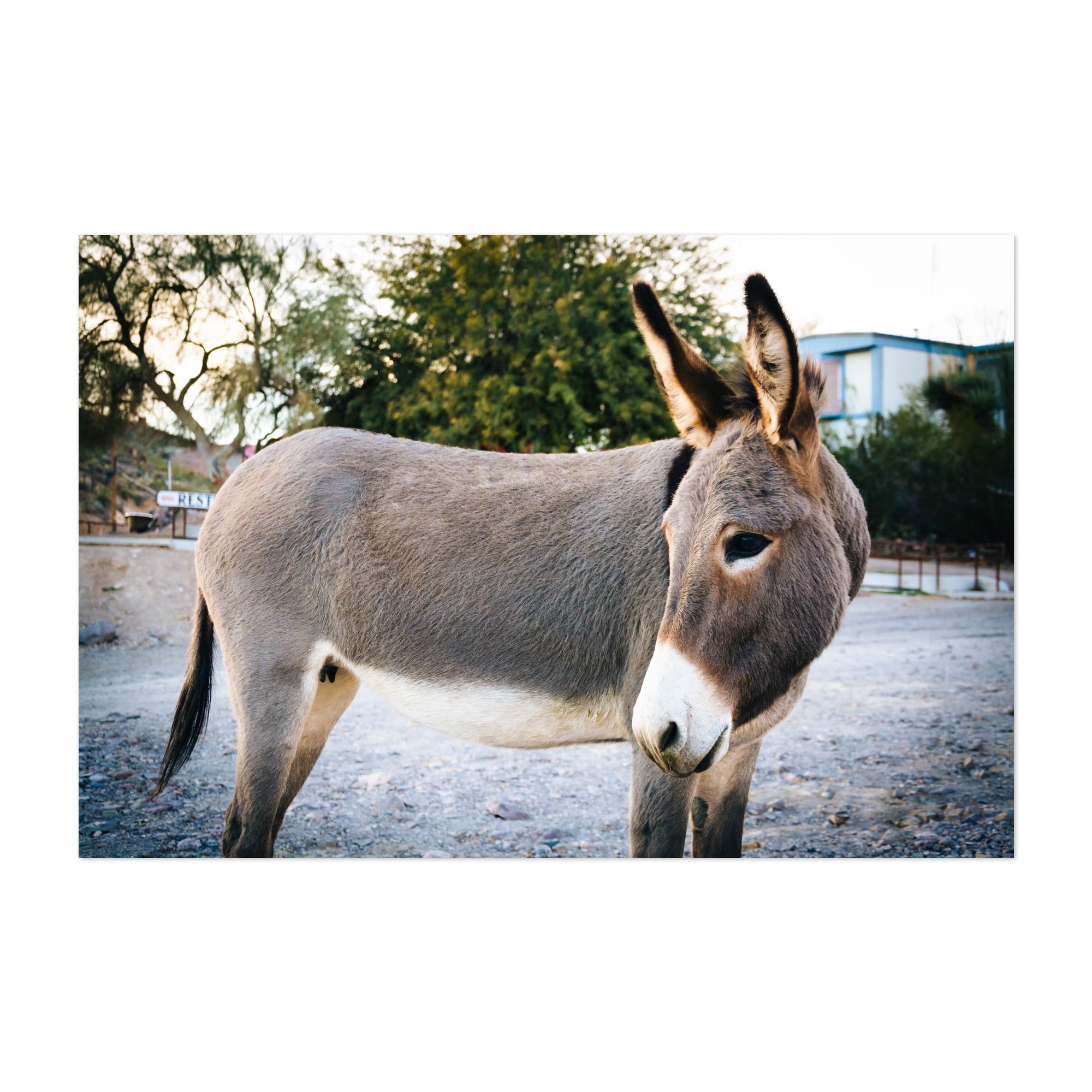 Donkey - Oatman Arizona Photography Rural Farmhouse Animal Nature ...