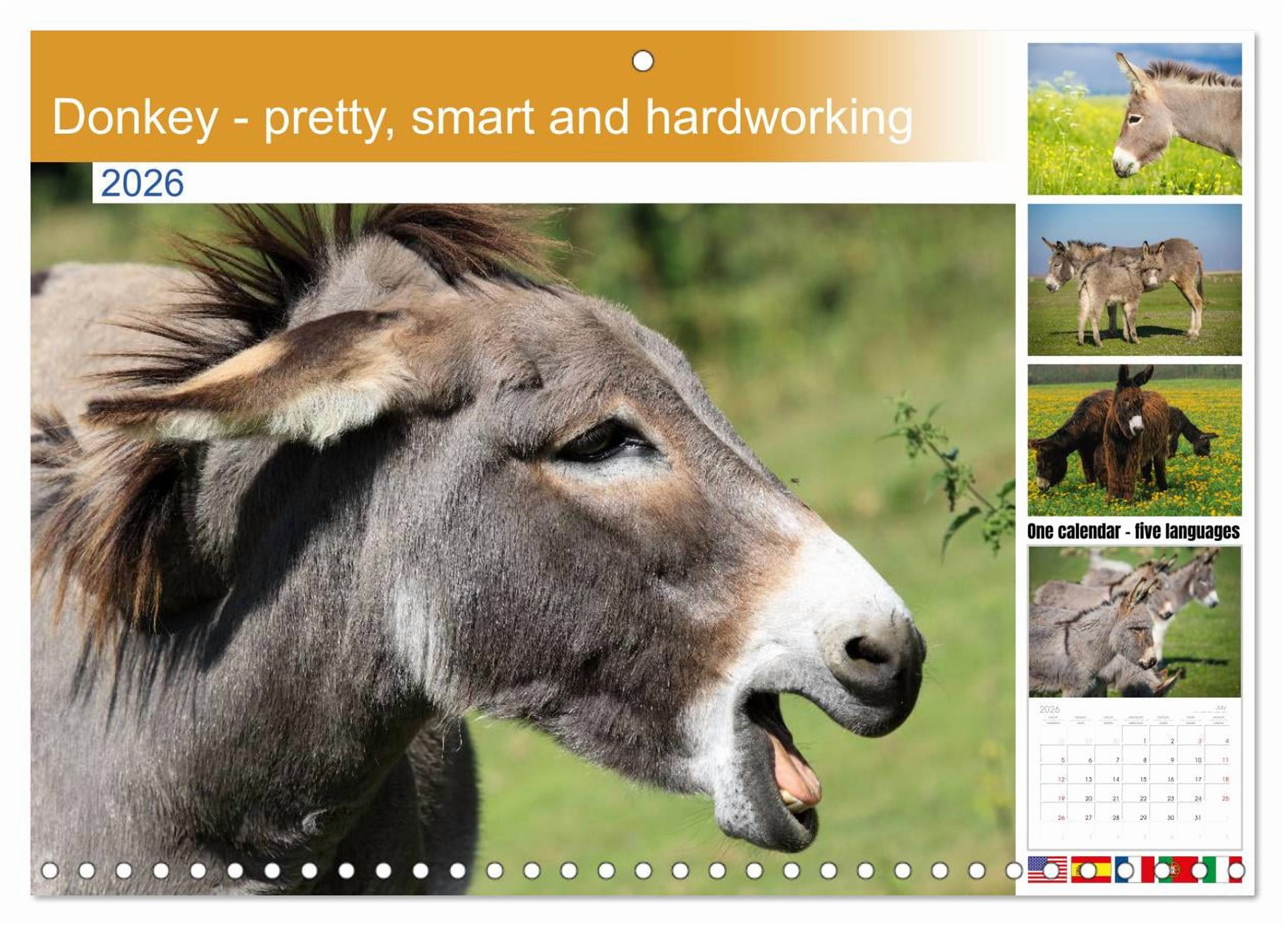 Donkey - pretty, smart and hardworking (Monthly Wall Calendar 2026 16.5 ...