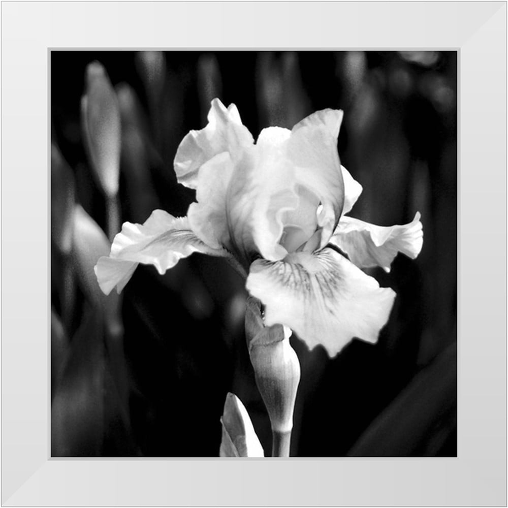 Donovan, Kelly 20x20 White Modern Wood Framed Museum Art Print Titled ...