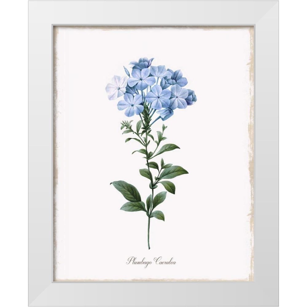 Donovan, Kelly 26x32 White Modern Wood Framed Museum Art Print Titled - Cape Leadwort - Walmart.com