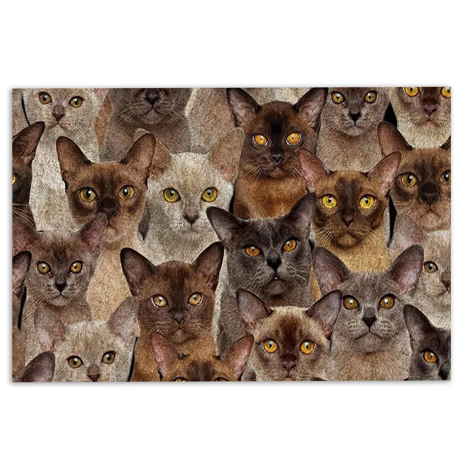 Door Mat Funny Cute A Bunch of Burmese Cats Kitten Hope You Like Cats ...