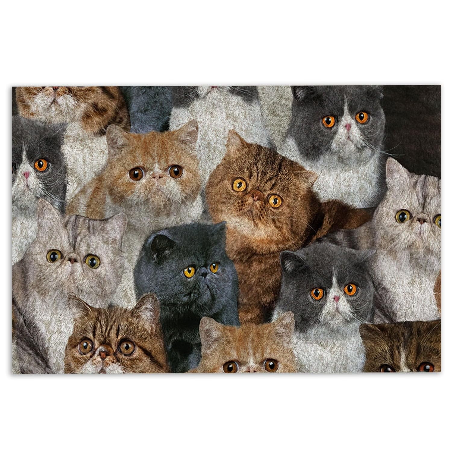 Door Mat Funny Cute A Bunch of Exotic Cats Kitten Hope You Like Cats ...