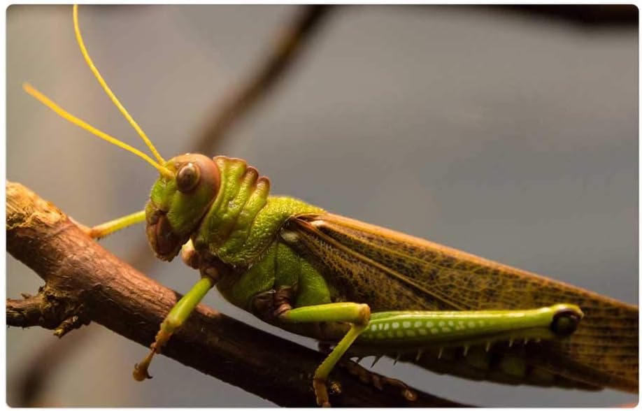 Doormat Floor Rug/Mat (16*24in ) - Grasshopper Insect Antennae Wood ...