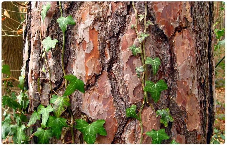 Doormat Floor Rug/Mat (16*24in ) - Tree Log Bark Forest Green Creeper ...