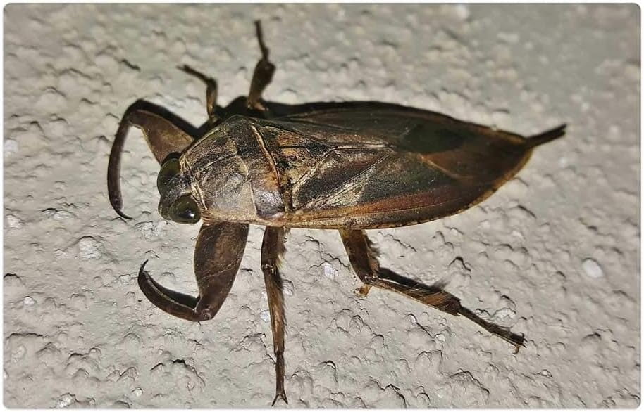 Doormat Floor Rug/Mat (16*24in ) - Water Bug Giant Water Bug Toe Biter ...
