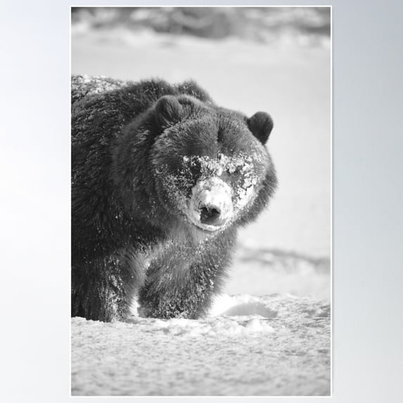 Dopaprint UNFRAMED PAPER POSTER Alaskan Grizzly Bear In Snow - 3, B & W ...