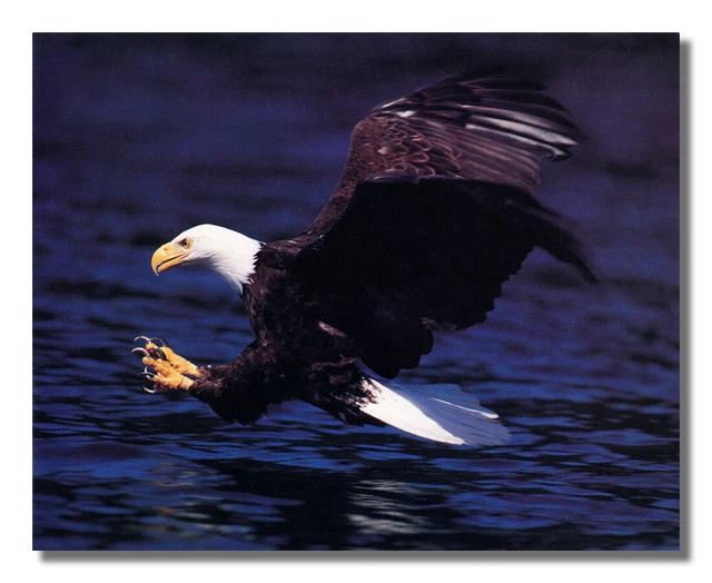 Dopaprint UNFRAMED PAPER POSTER American Bald Eagle Claws Wildlife Wall ...
