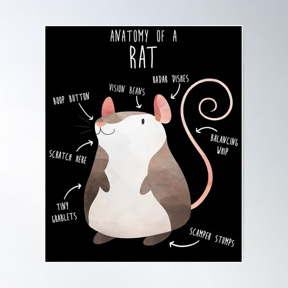 Dopaprint UNFRAMED PAPER POSTER Anatomy Of A Rat Poster Wall Art ...