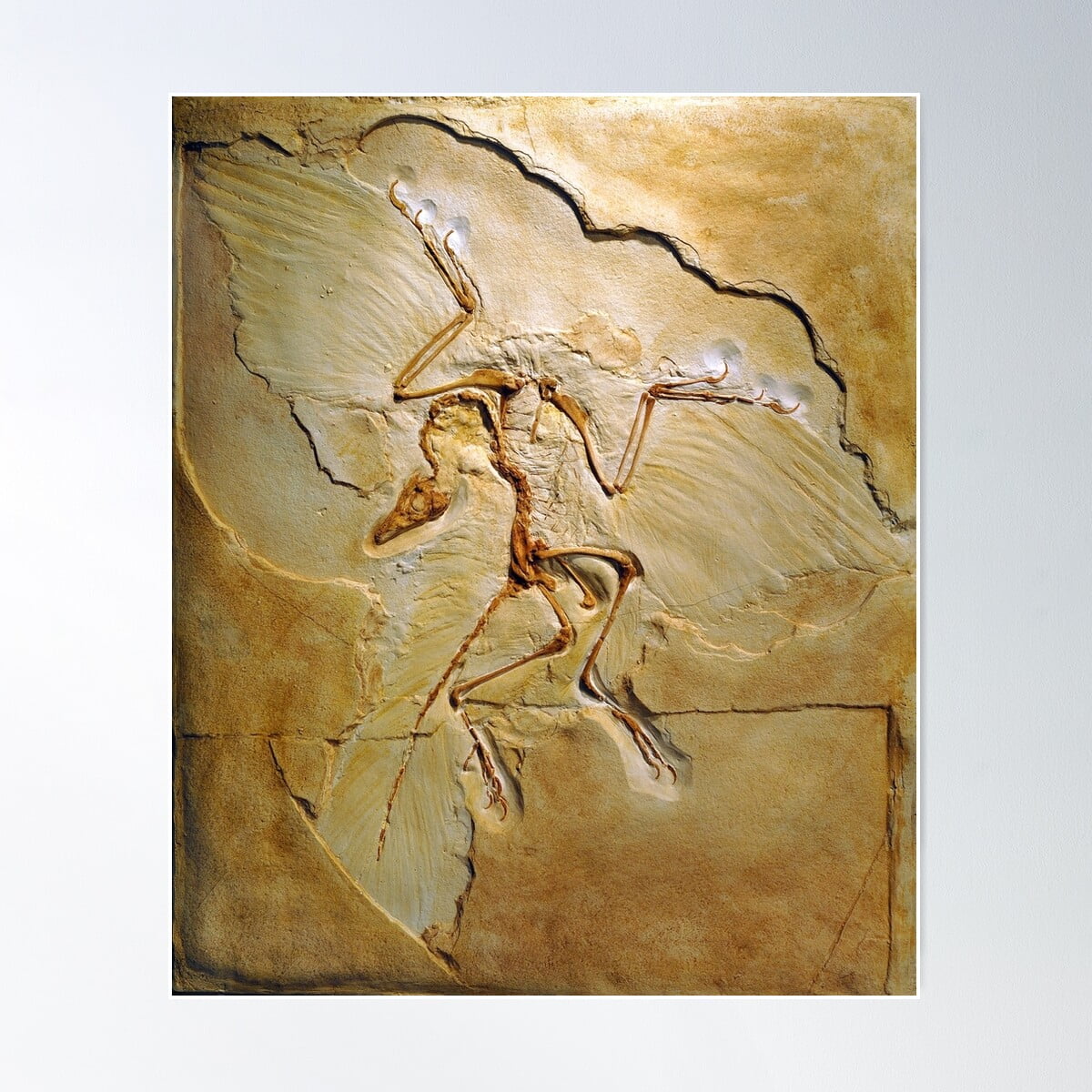 Dopaprint UNFRAMED PAPER POSTER Archaeopteryx Fossil, Berlin Specimen ...