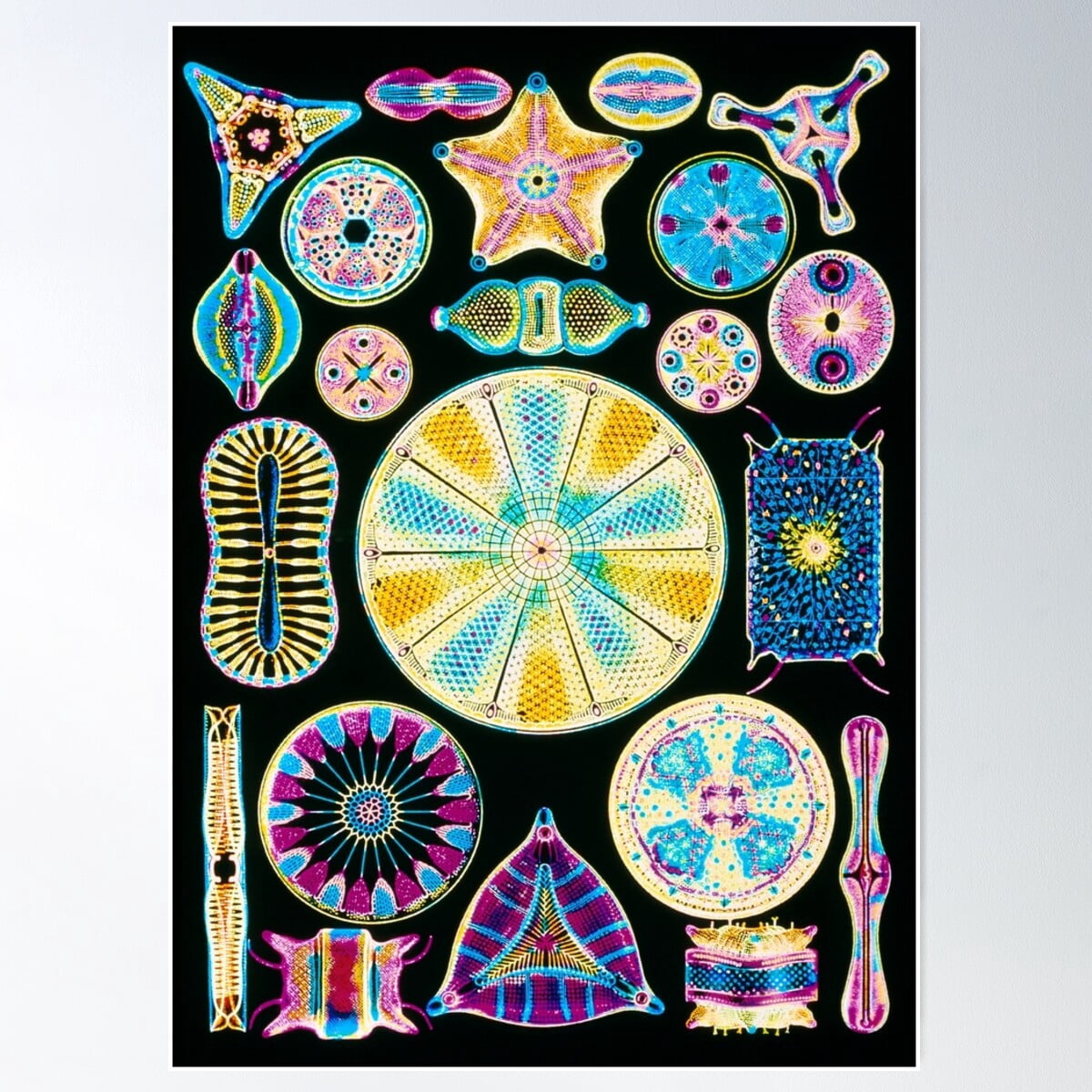 Dopaprint UNFRAMED PAPER POSTER Art Of Diatom Algae (From Ernst Haeckel ...