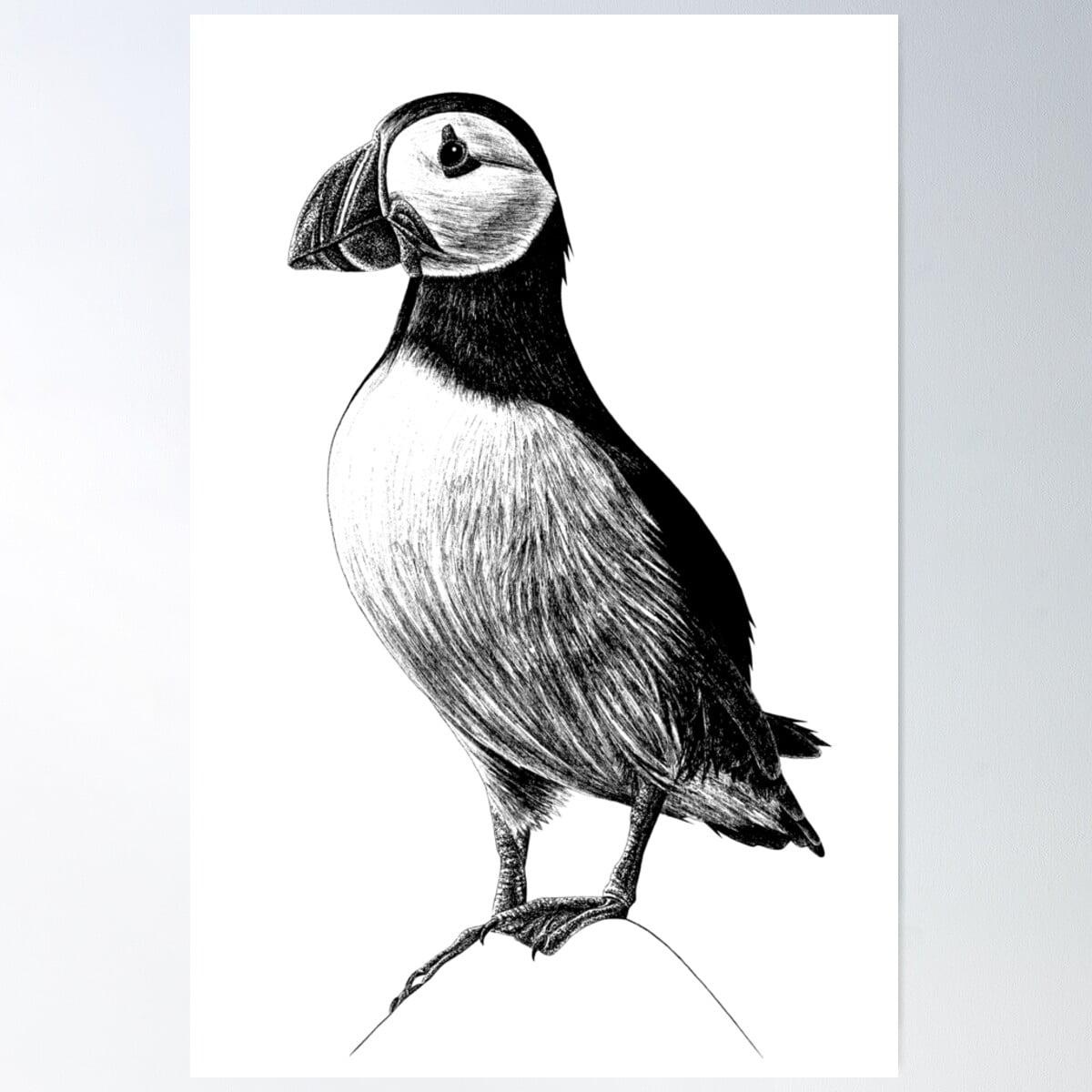Dopaprint UNFRAMED PAPER POSTER Atlantic Puffin - Wild Seabird - Black ...