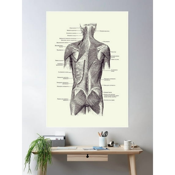 Dopaprint UNFRAMED PAPER POSTER Back And Glutes - Human Muscular System ...