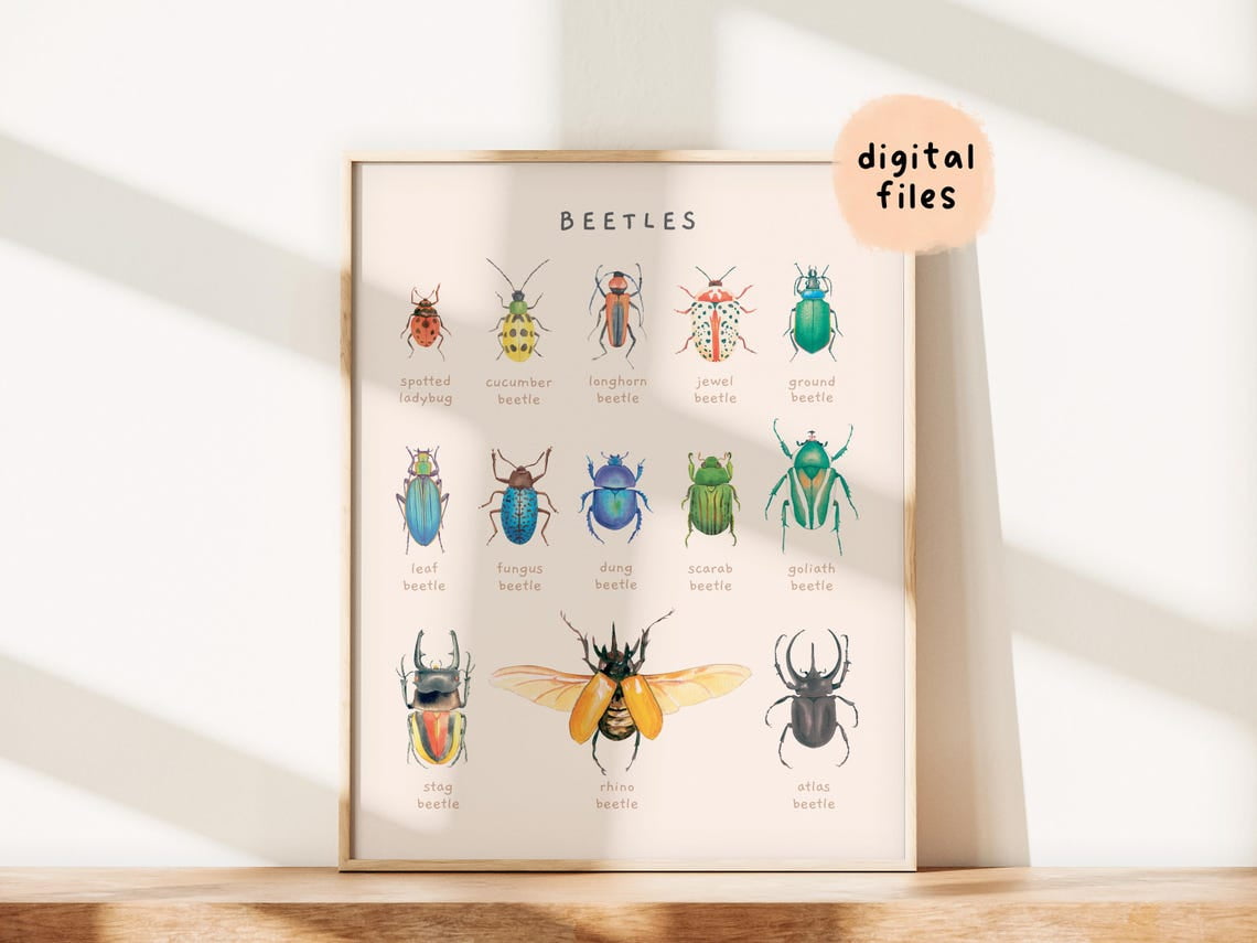 Dopaprint UNFRAMED PAPER POSTER Beetle Species Montessori Educational ...