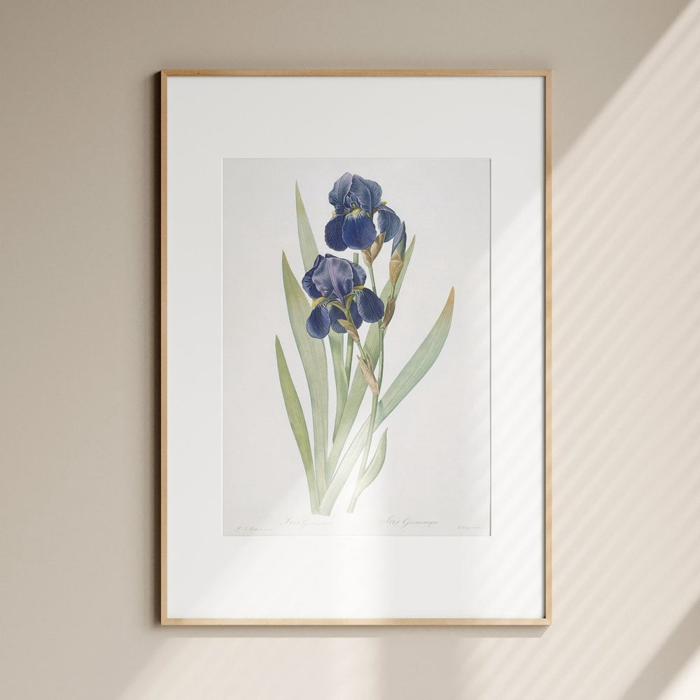 Dopaprint UNFRAMED PAPER POSTER Blue Iris Poster - Iris Wall Art ...