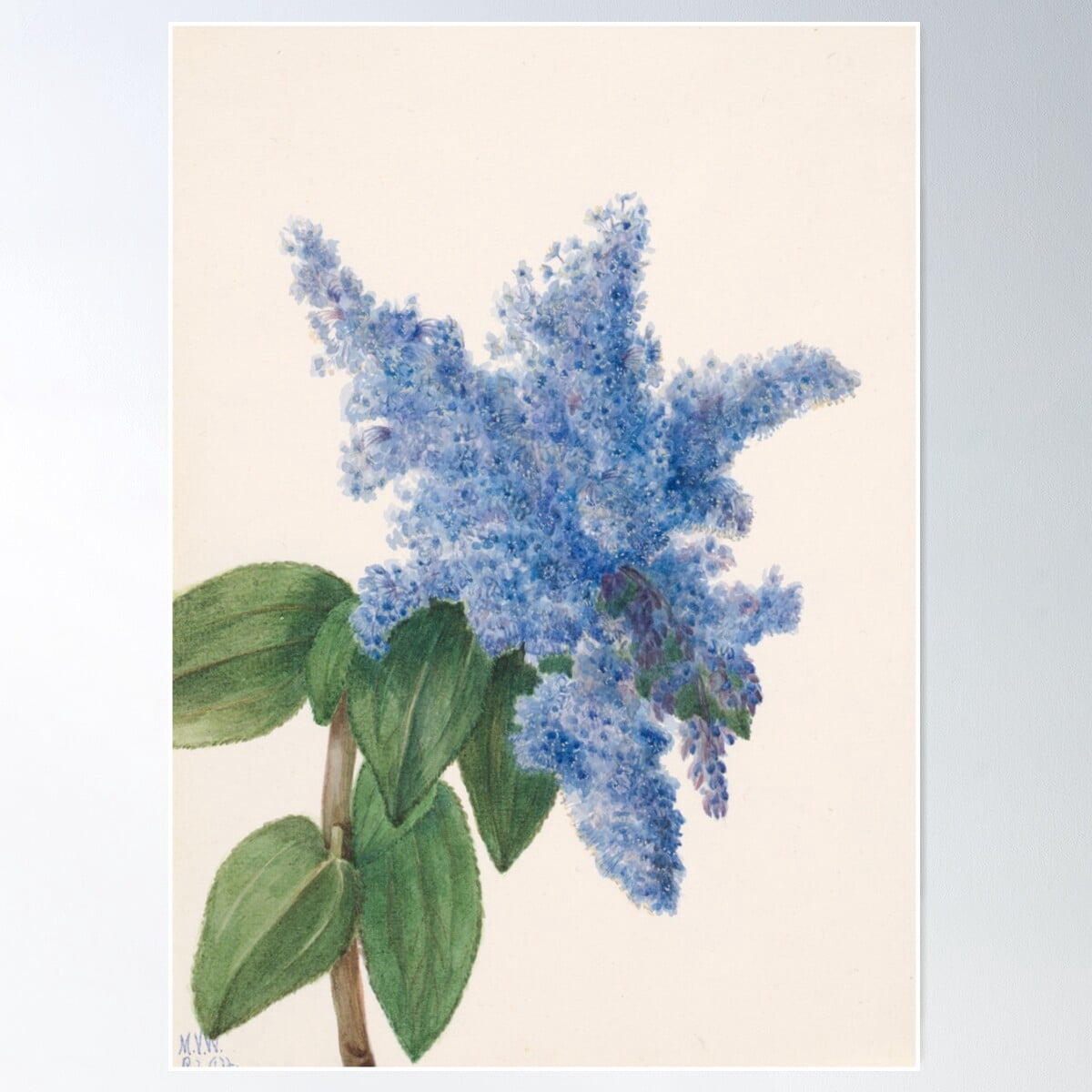 Dopaprint UNFRAMED PAPER POSTER California Lilac Vintage Botanical ...