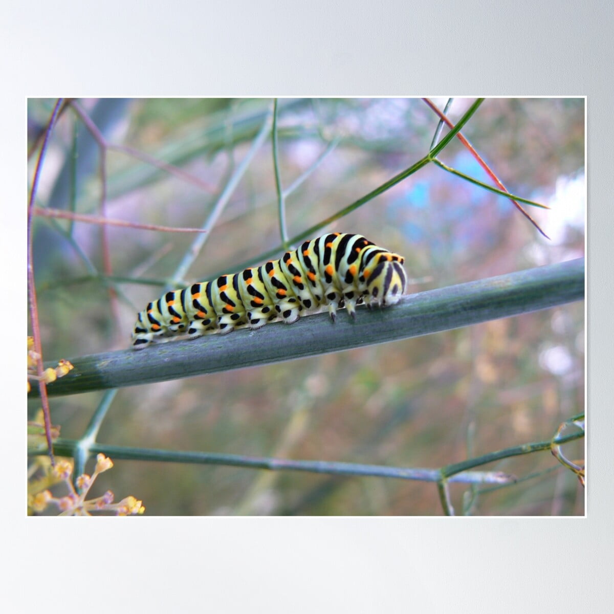 Dopaprint UNFRAMED PAPER POSTER Caterpillar Poster Wall Art, Modern ...