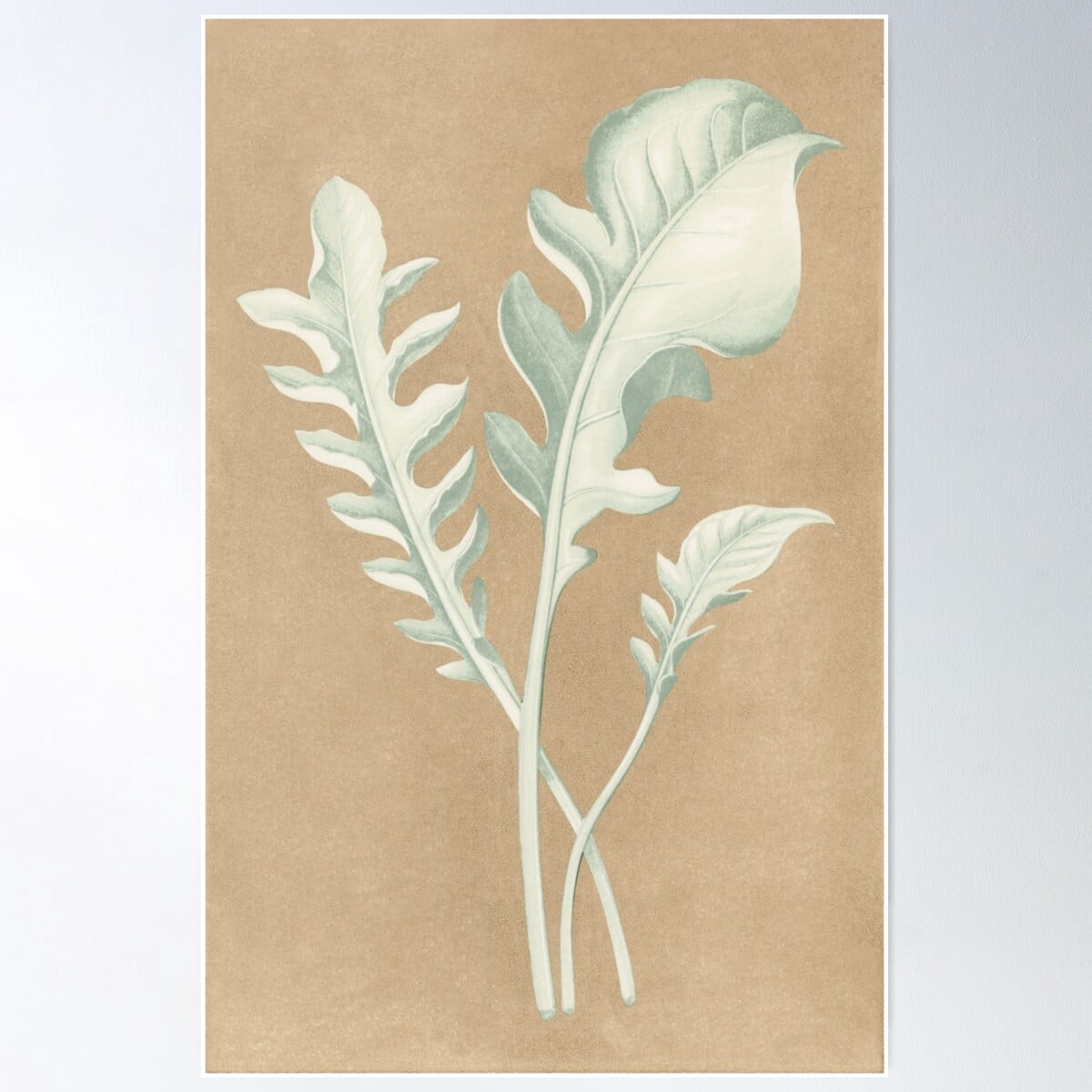 Dopaprint UNFRAMED PAPER POSTER Centaurea Candidissima Leaves ...