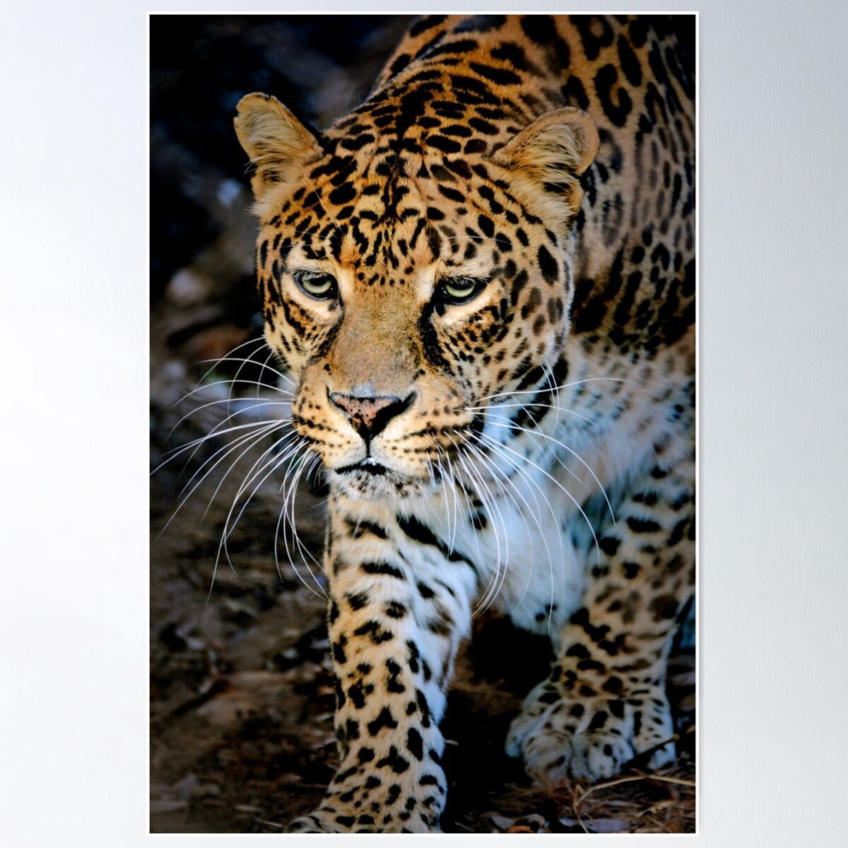 Dopaprint UNFRAMED PAPER POSTER Clouded Leo.Pard Poster Wall Art ...