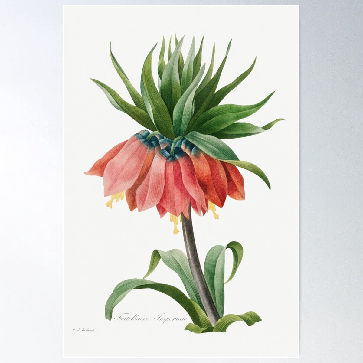 Dopaprint UNFRAMED PAPER POSTER Crown Imperial - Fritillaria Imperialis ...