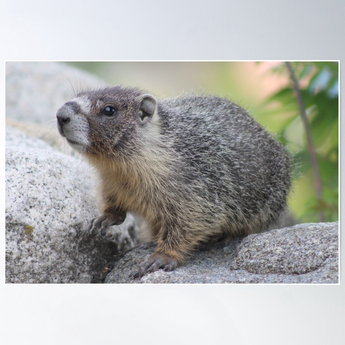 Dopaprint UNFRAMED PAPER POSTER Curious Marmot Poster Wall Art, Modern ...