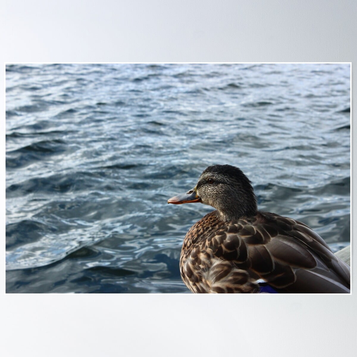 Dopaprint UNFRAMED PAPER POSTER Ducks Think About Life Too Poster Wall ...