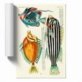 Dopaprint UNFRAMED PAPER POSTER East Indies Fish Illustrations Xxxi ...
