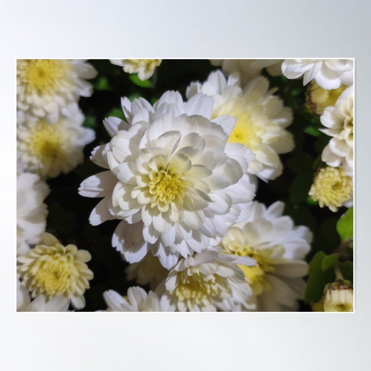 Dopaprint UNFRAMED PAPER POSTER Elegant White Chrysanthemums Timeless ...