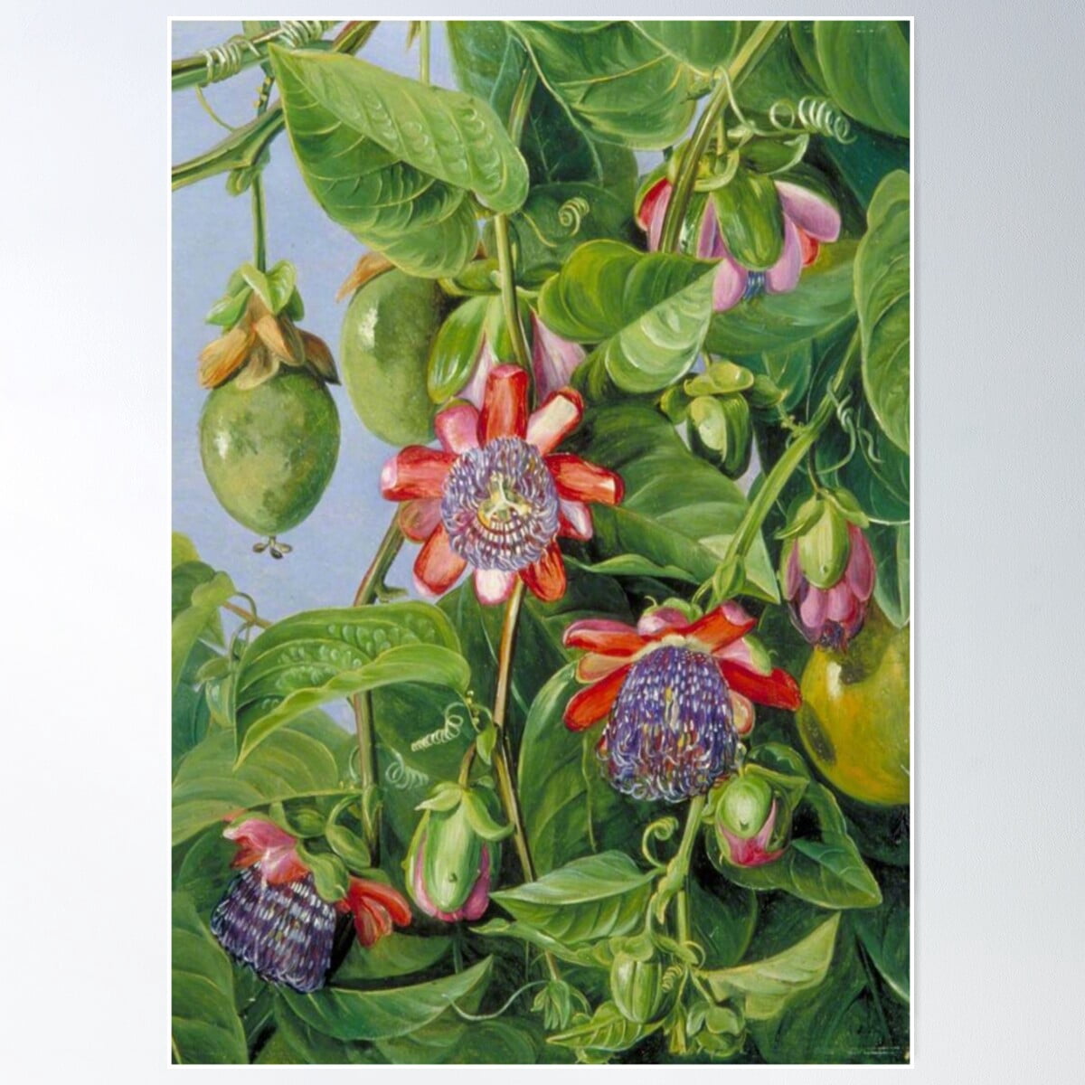 Dopaprint UNFRAMED PAPER POSTER Flowers And Fruit Of The Maricojas ...