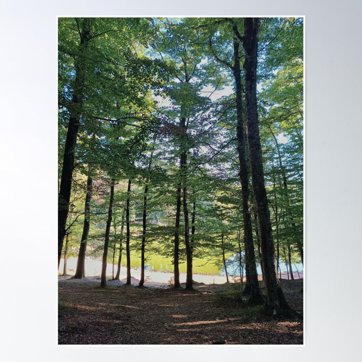 Dopaprint UNFRAMED PAPER POSTER Foresta Umbra: Ancient Trees Of Gargano ...