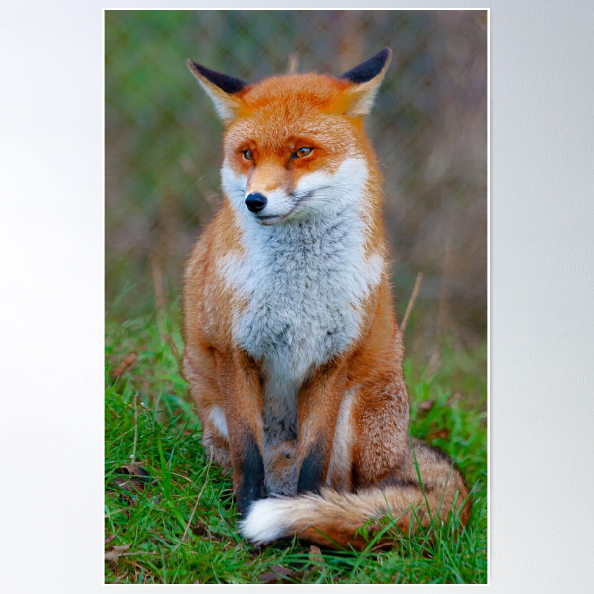 Dopaprint UNFRAMED PAPER POSTER Foxy Lady Sat Waiting Poster Wall Art ...