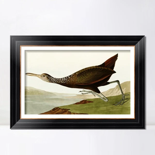 Dopaprint UNFRAMED PAPER POSTER Giclee Print Art Water Marsh Hen By ...