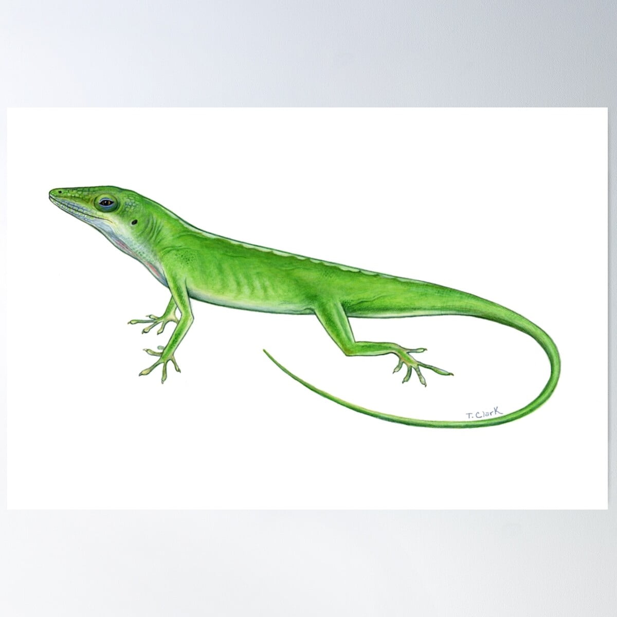 Dopaprint UNFRAMED PAPER POSTER Green Anole Lizard Poster Wall Art ...