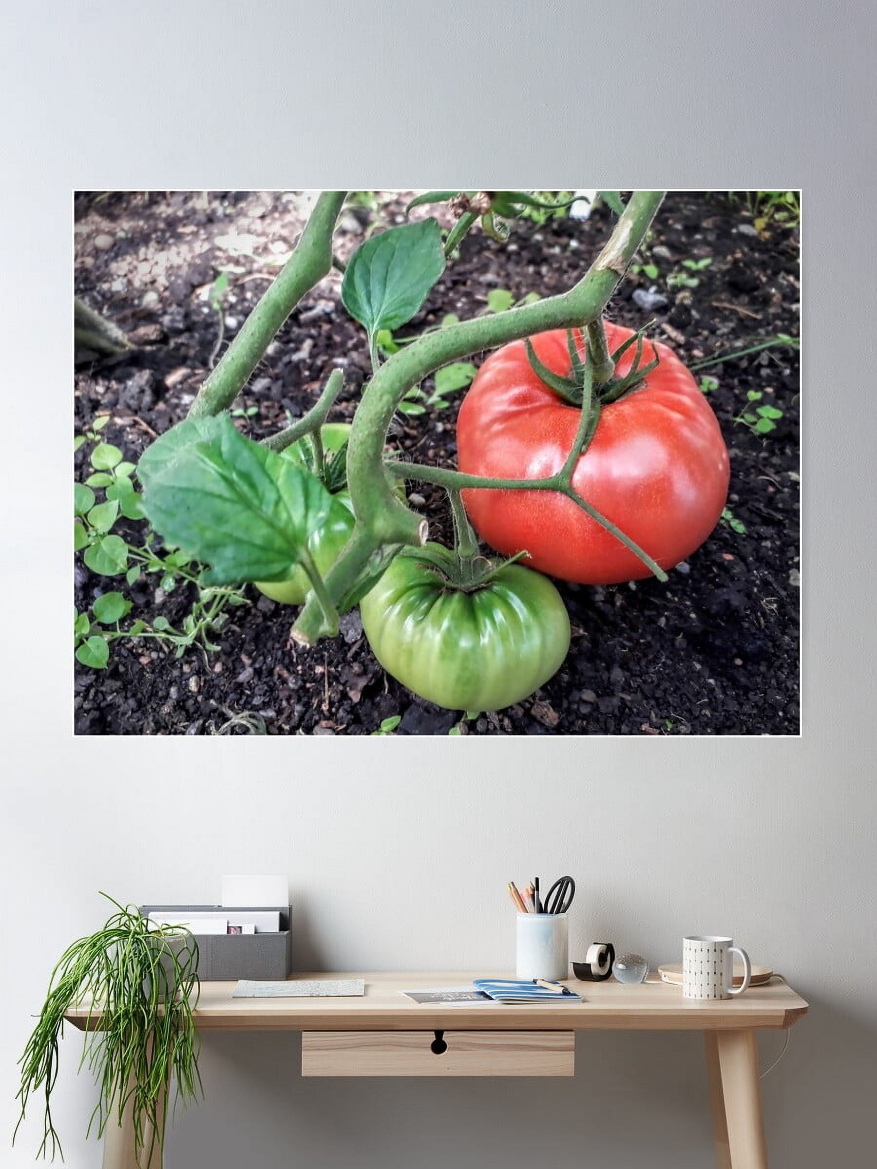 Dopaprint UNFRAMED PAPER POSTER Green And Red Tomatoes Plants Kitchen ...