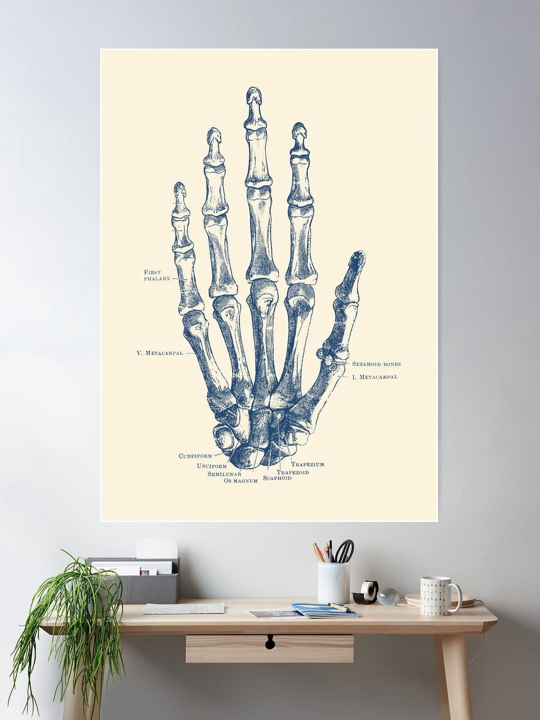 Dopaprint UNFRAMED PAPER POSTER Hand Skeletal Diagram Poster Wall Art ...