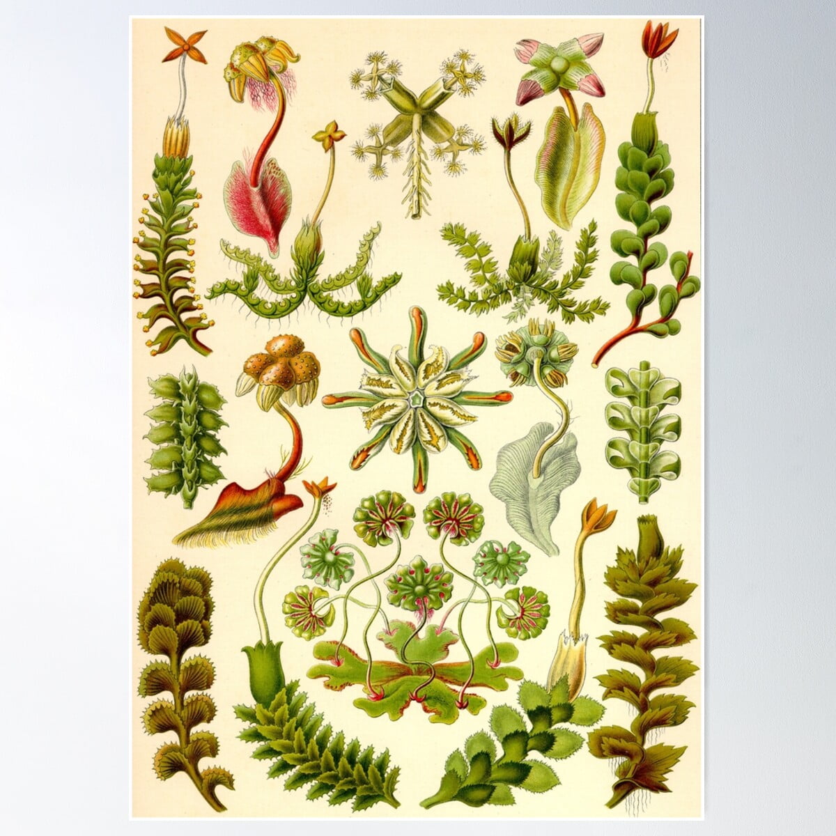 Dopaprint UNFRAMED PAPER POSTER Hepaticae - Ernst Haeckel Poster Wall ...