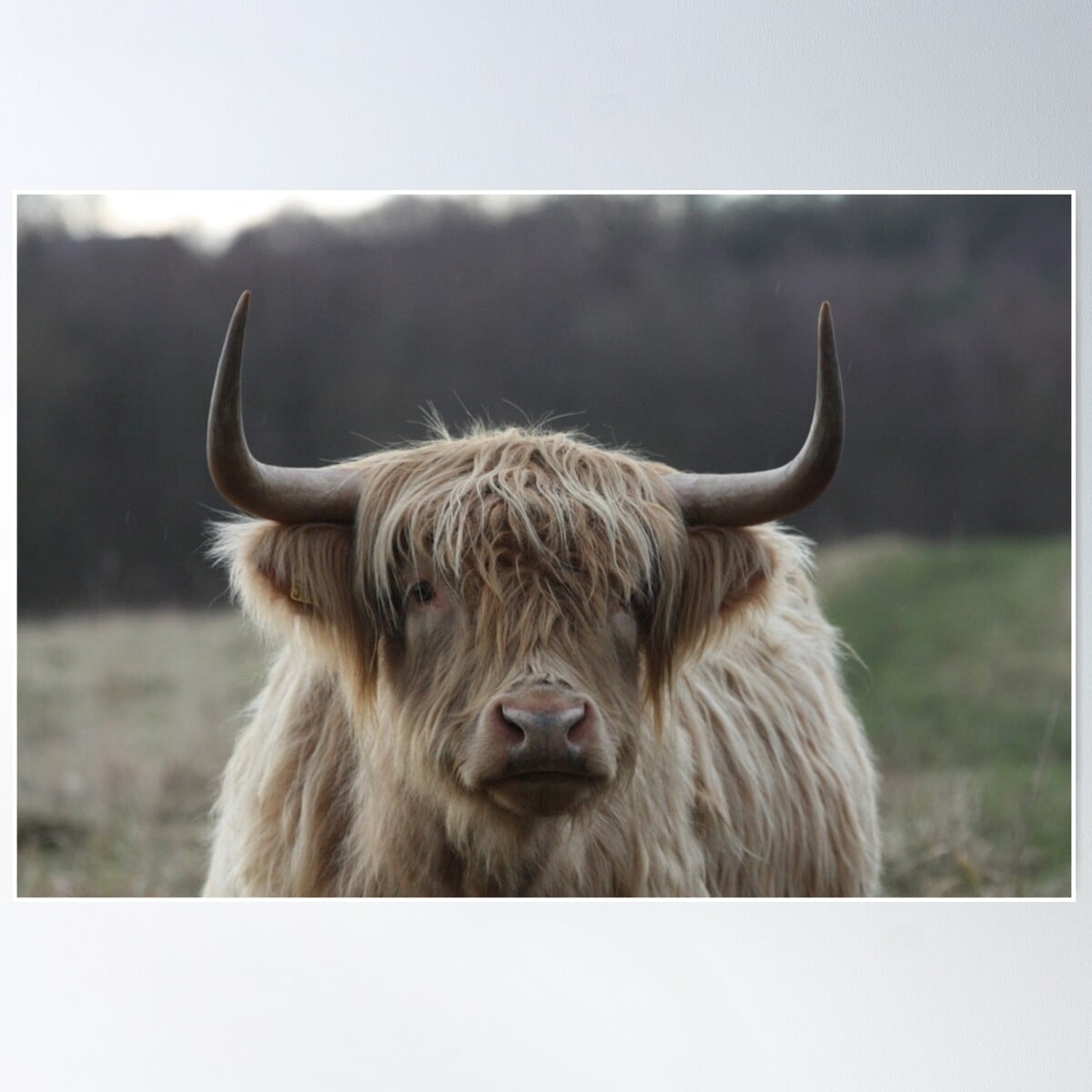 Dopaprint UNFRAMED PAPER POSTER Highland Cattle Poster Wall Art, Modern ...
