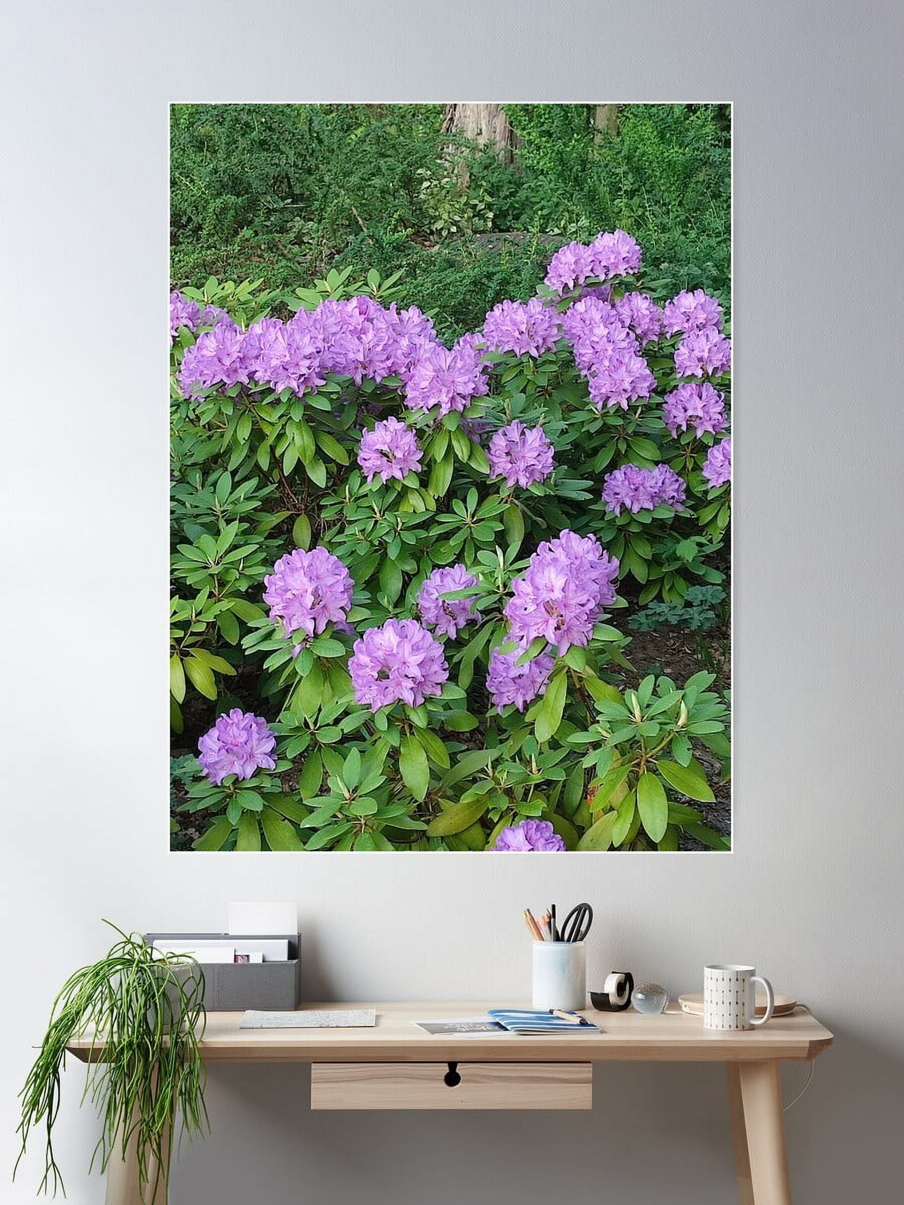 Dopaprint UNFRAMED PAPER POSTER Lavender Rhododendrons In Full Bloom A ...
