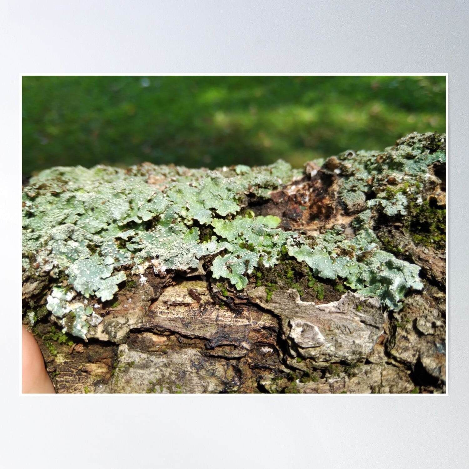 Dopaprint UNFRAMED PAPER POSTER Lichen On A Log Poster Wall Art, Modern ...