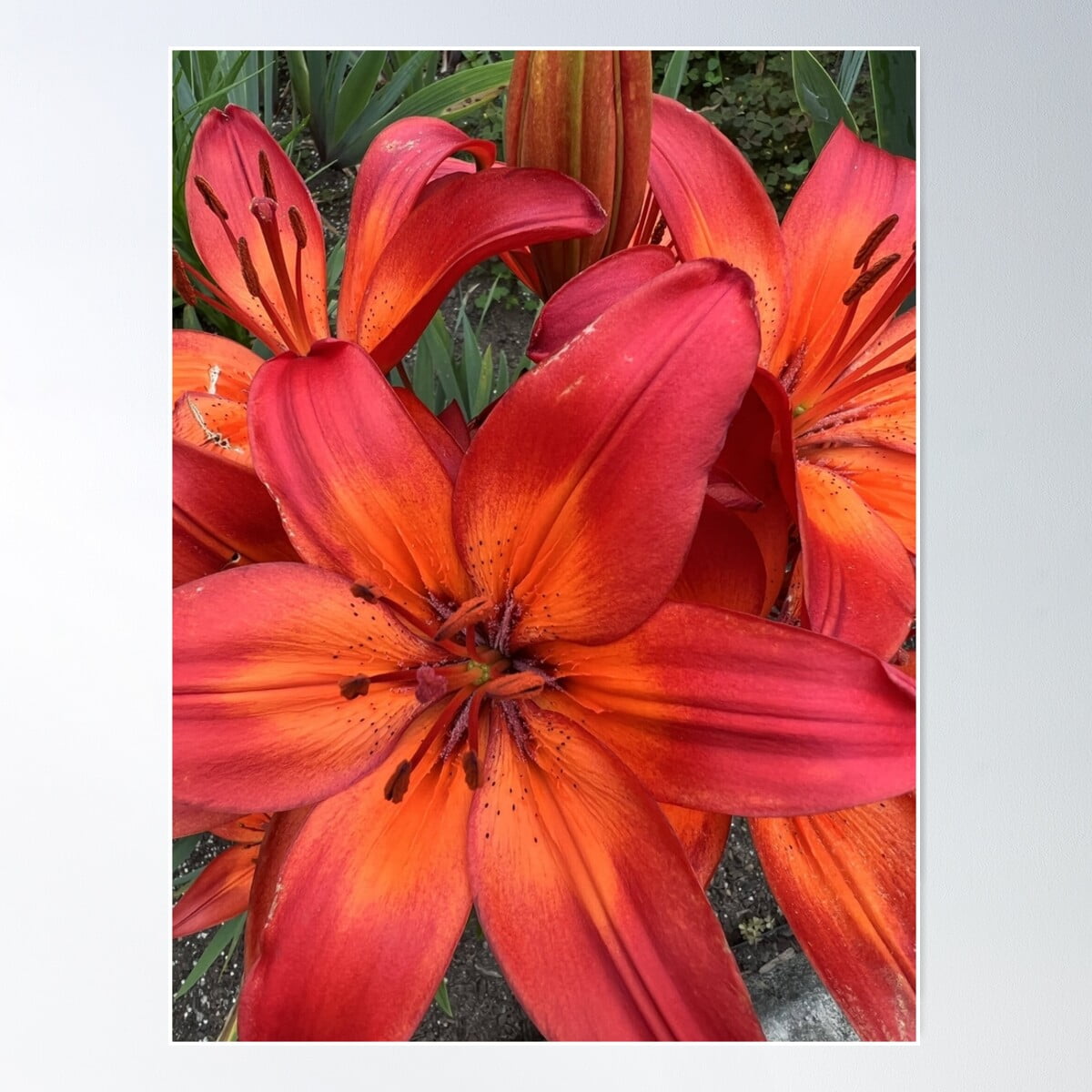 Dopaprint UNFRAMED PAPER POSTER Lilies 2 Poster Wall Art, Modern Wall ...