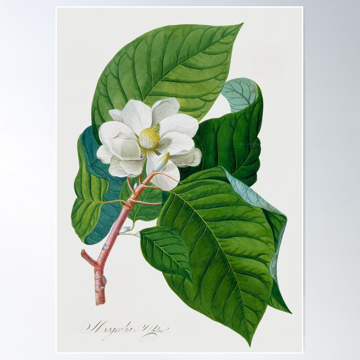 Dopaprint UNFRAMED PAPER POSTER Magnolia Grandiflora Botanical ...